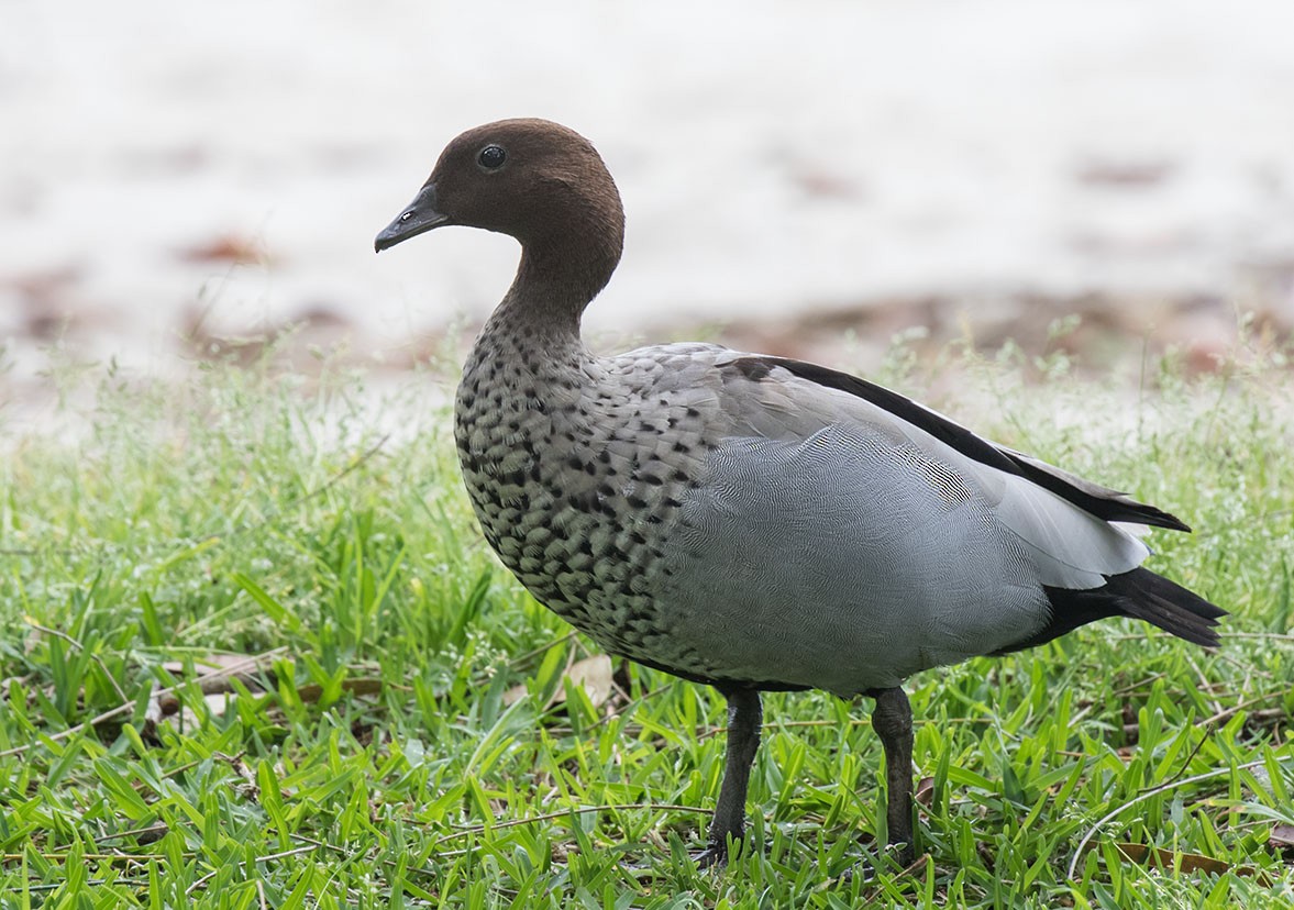 eBird Checklist - 18 Oct 2018 - Lemon Tree Passage Foreshore reserve ...