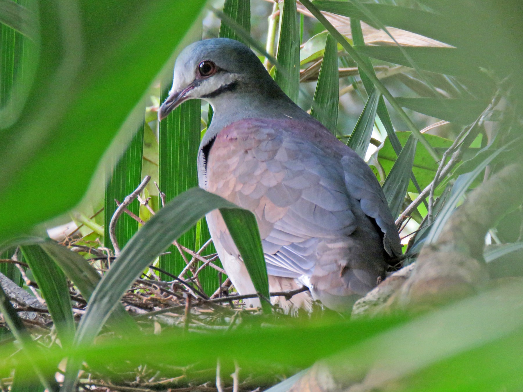 Tuxtla Quail-Dove - eBird