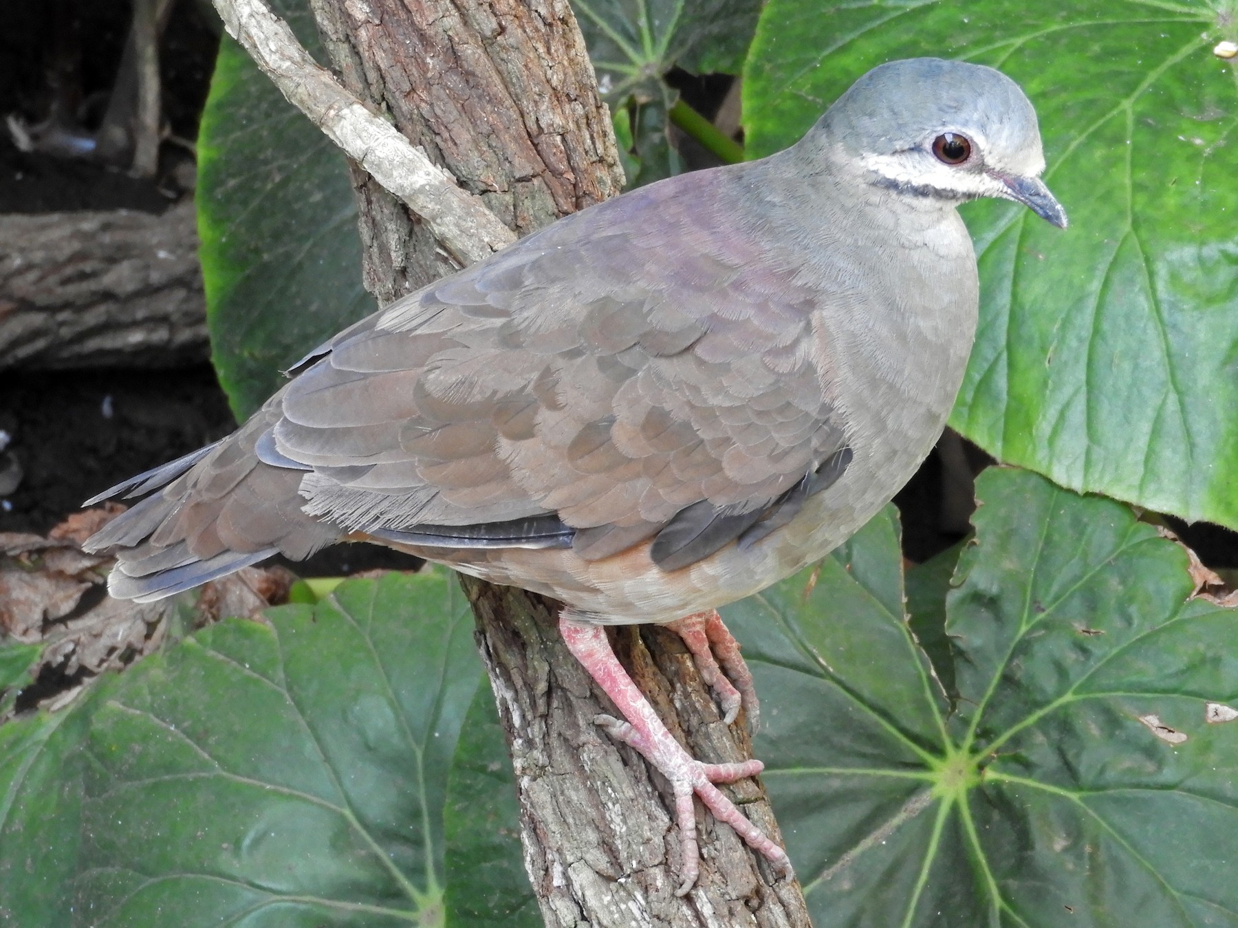 Tuxtla Quail-Dove - eBird