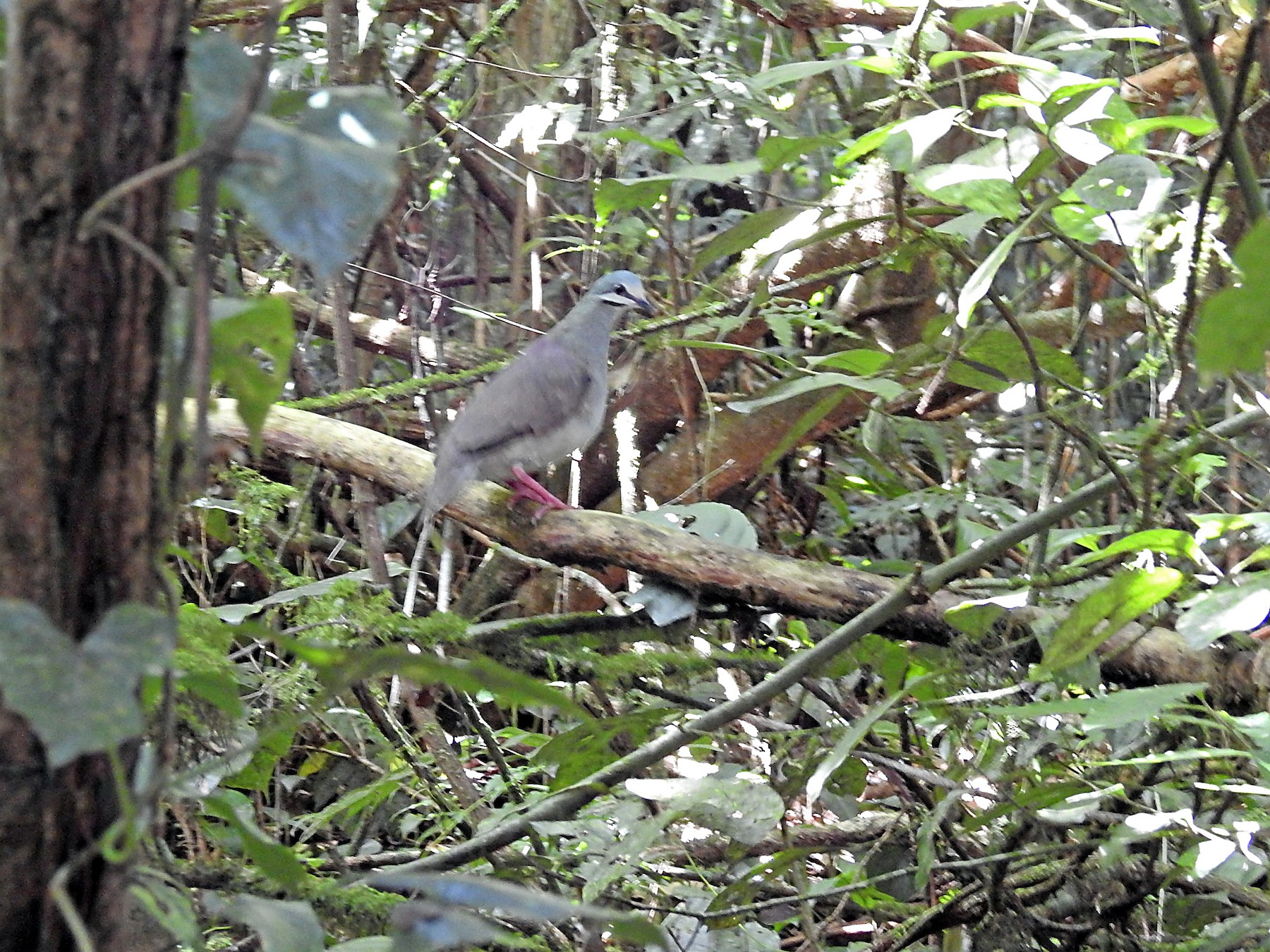 Tuxtla Quail-Dove - eBird