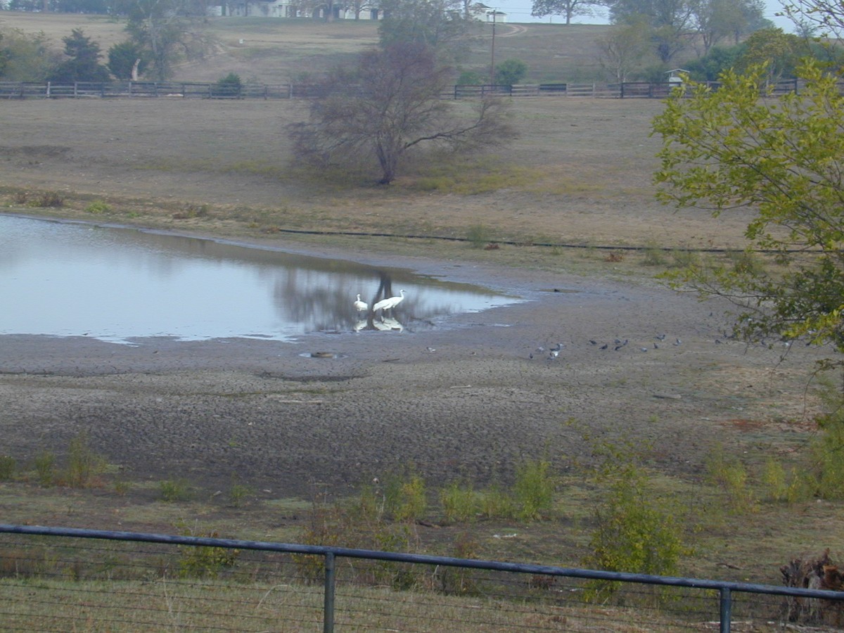 eBird Checklist - 13 Nov 2011 - Wichita Ranch stock pond - 1 species