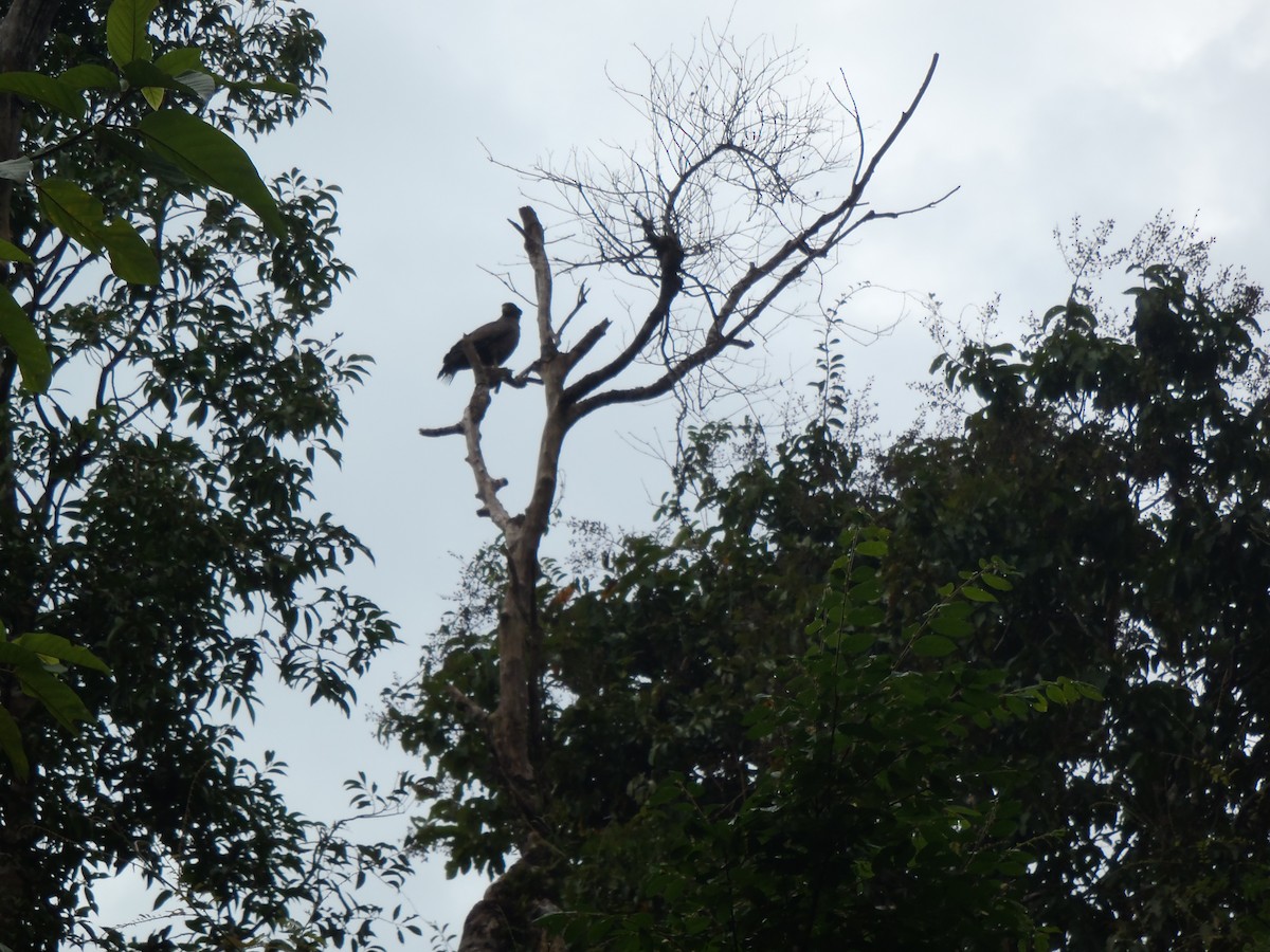 eBird Checklist - 11 Jan 2012 - Tarutao NP (general area) - 19 species