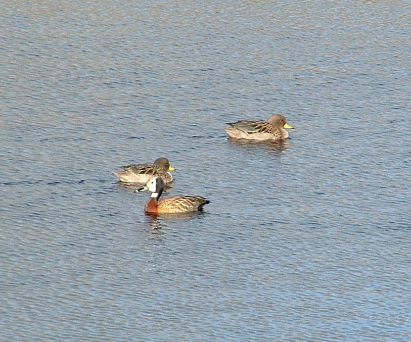 eBird Checklist - 9 Jun 2004 - Goose Green - 1 species