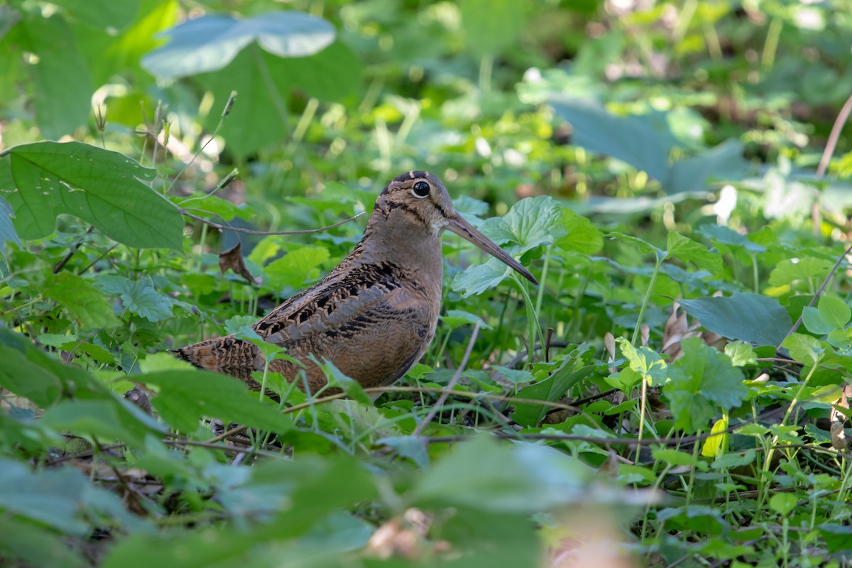 eBird Checklist - 21 Oct 2018 - National Arboretum--Anacostia Riverside ...