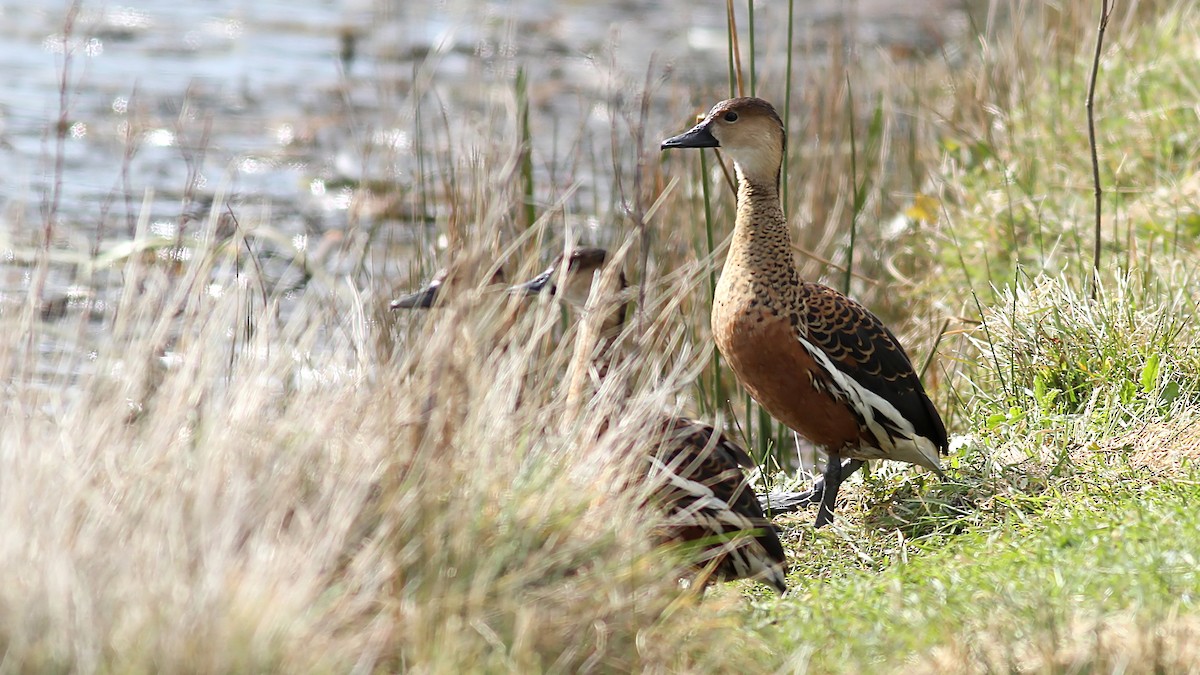 eBird Checklist - 15 Sep 2011 - Lake Dulverton Conservation Area - 29 ...