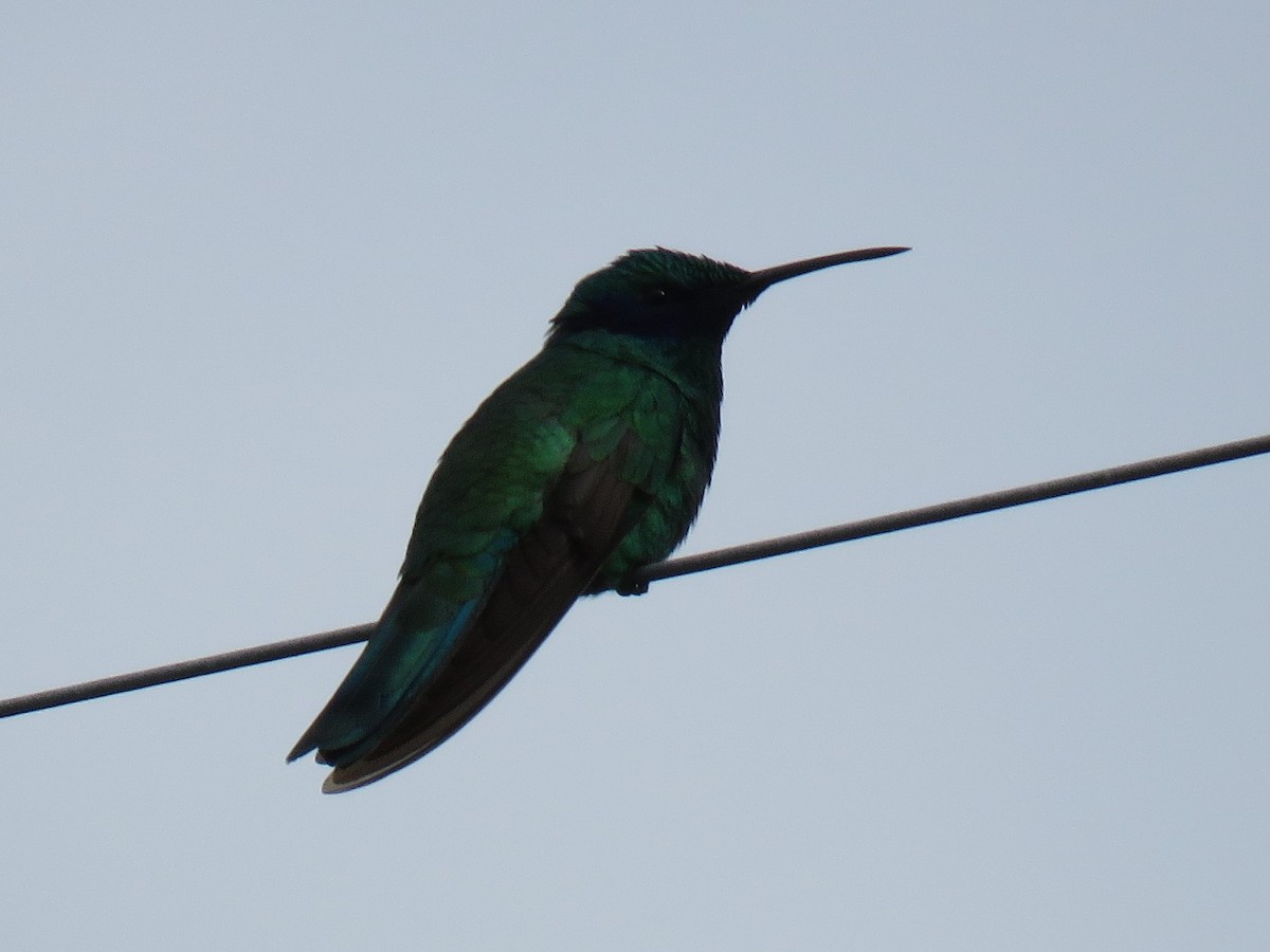 eBird Checklist - 21 Oct 2018 - Mike Donald’s Yard, Quito EC-Pichincha ...