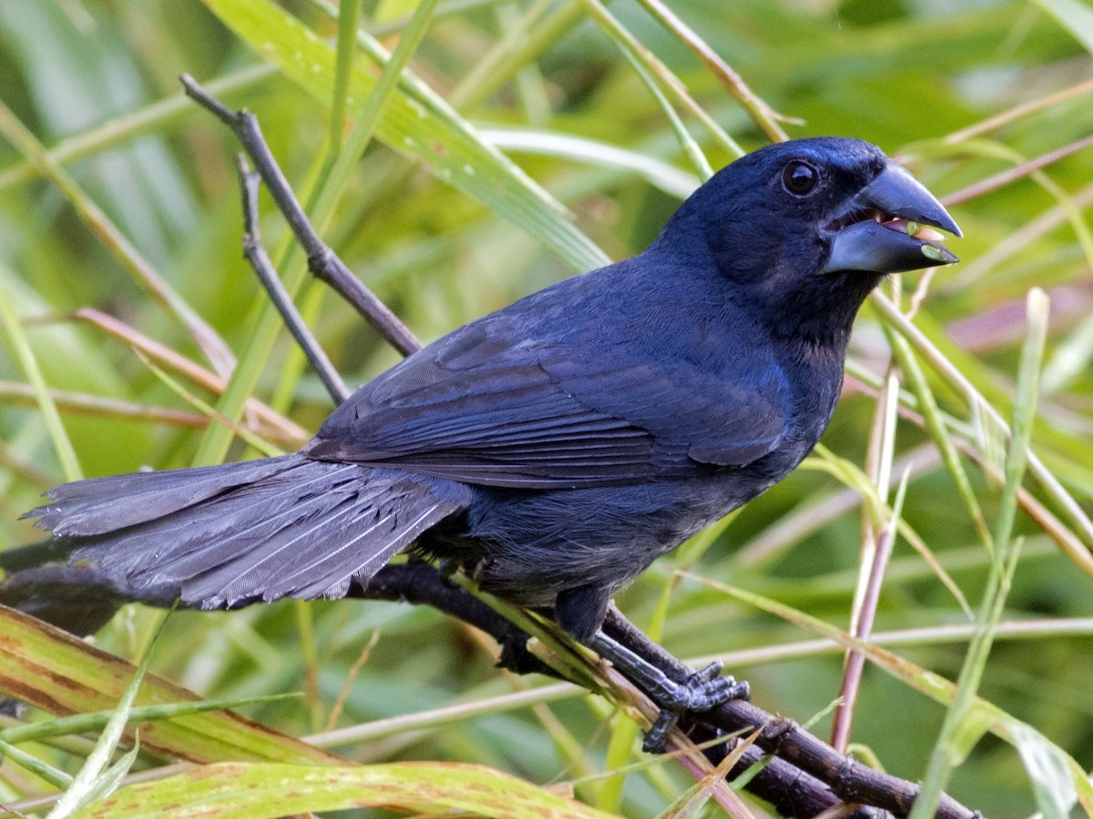 Blue-black Grosbeak - Cyanoloxia cyanoides - Birds of the World