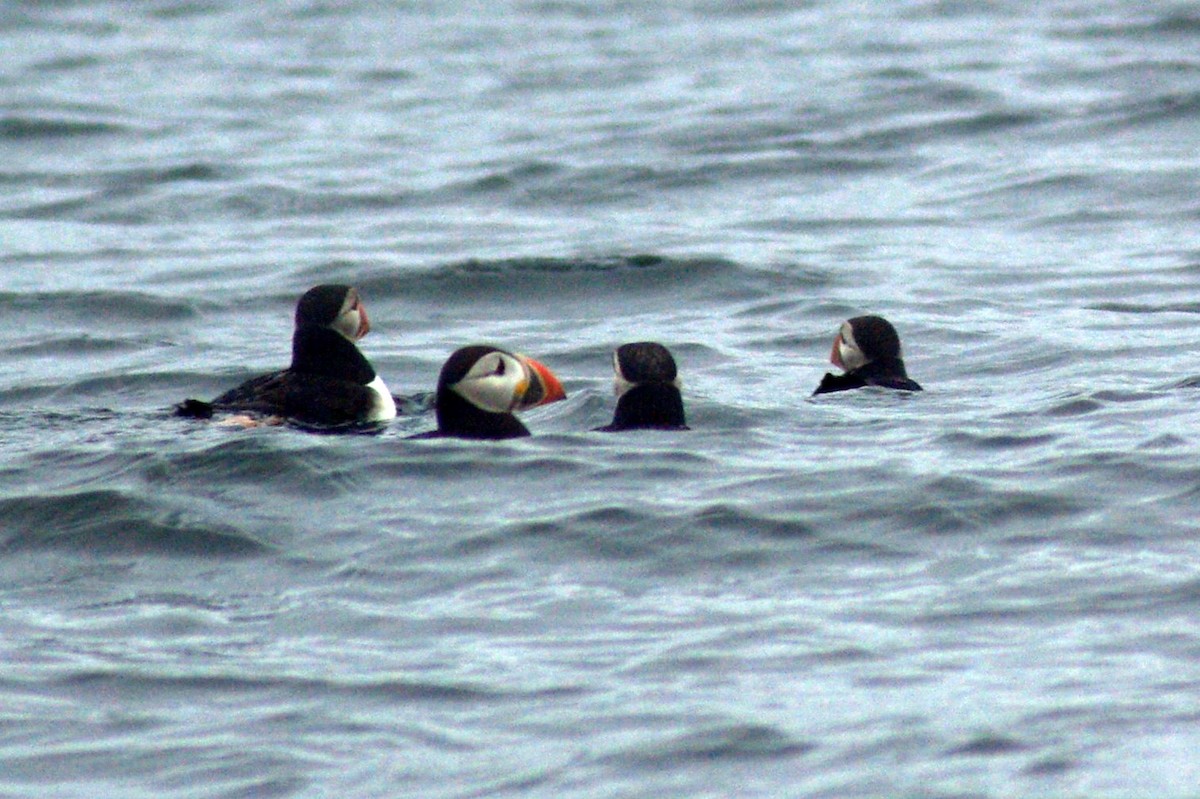 eBird Checklist - 3 Aug 2008 - Bird Islands IBA - 13 species