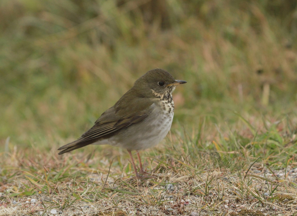ML120183211 - Gray-cheeked/Bicknell's Thrush - Macaulay Library