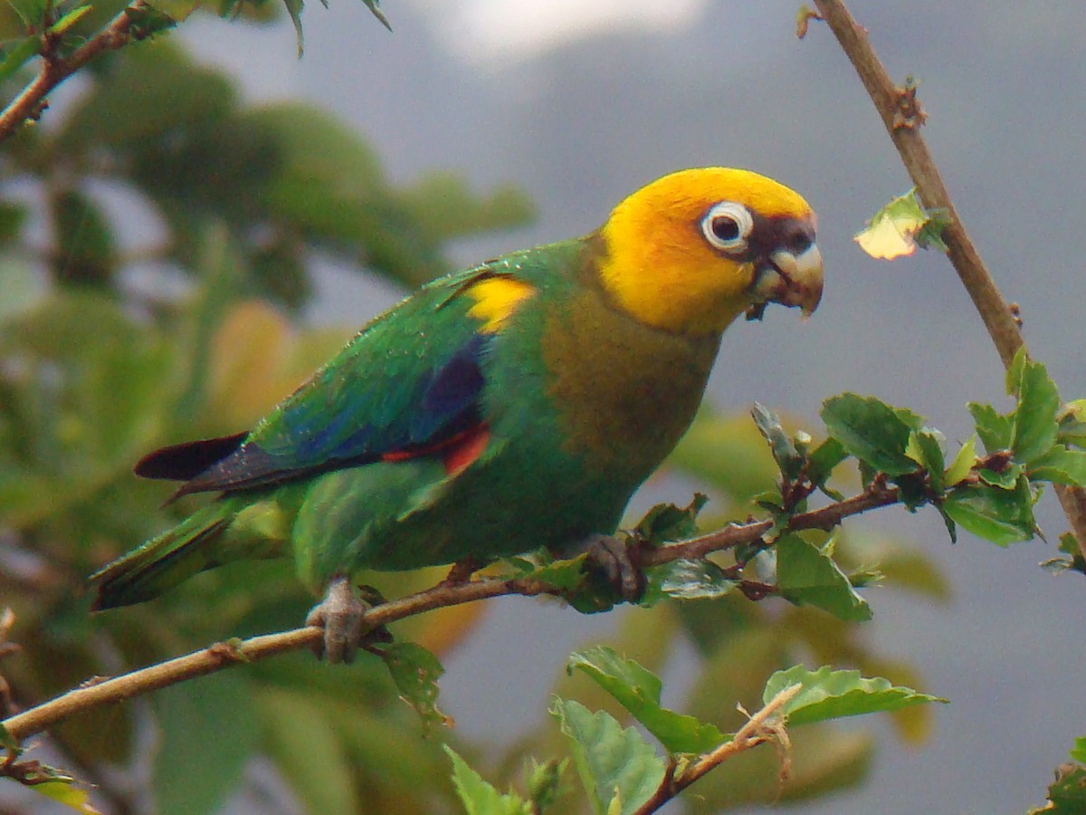 Saffron-headed Parrot - Pyrilia pyrilia - Birds of the World