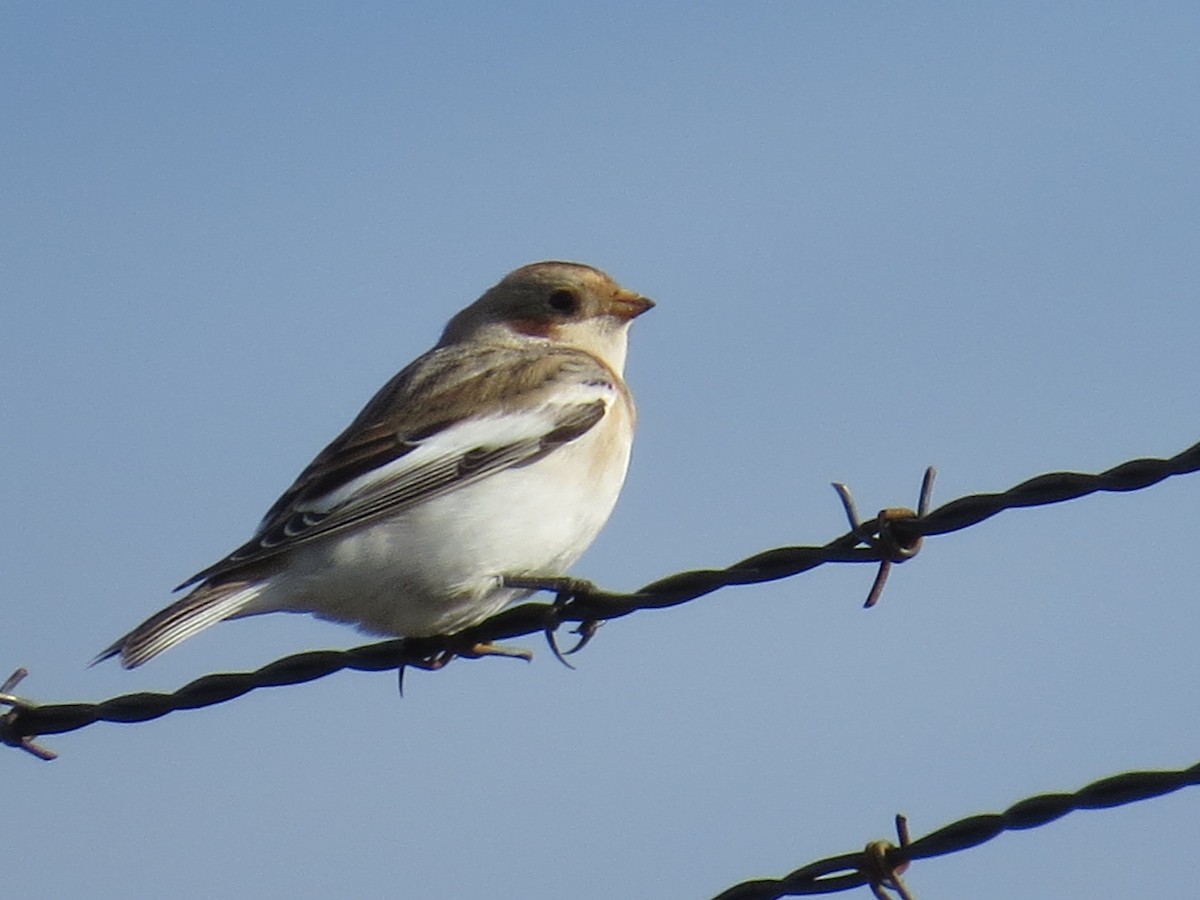 eBird Checklist - 24 Oct 2018 - Marys Peak - 4 species