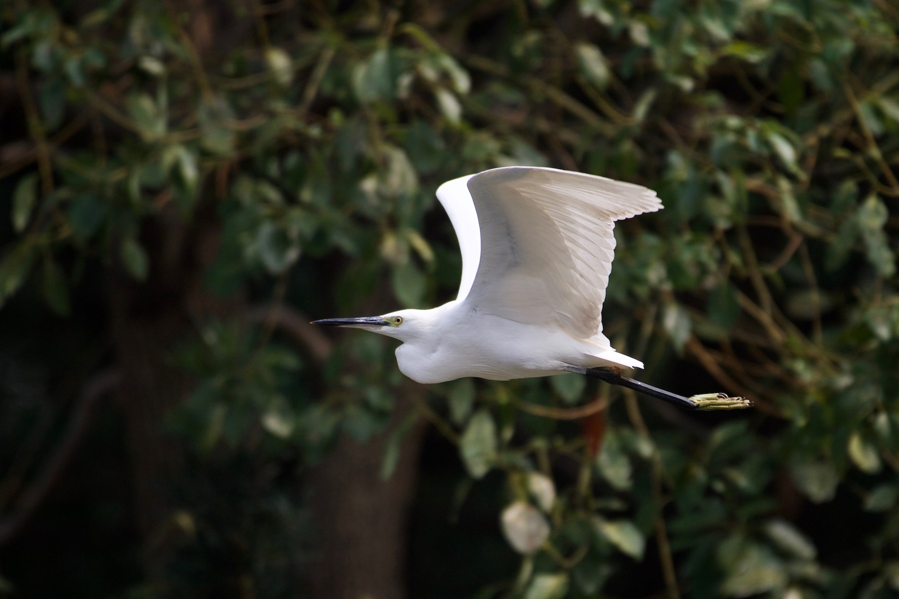 Mala bela čaplja (garzetta) - eBird