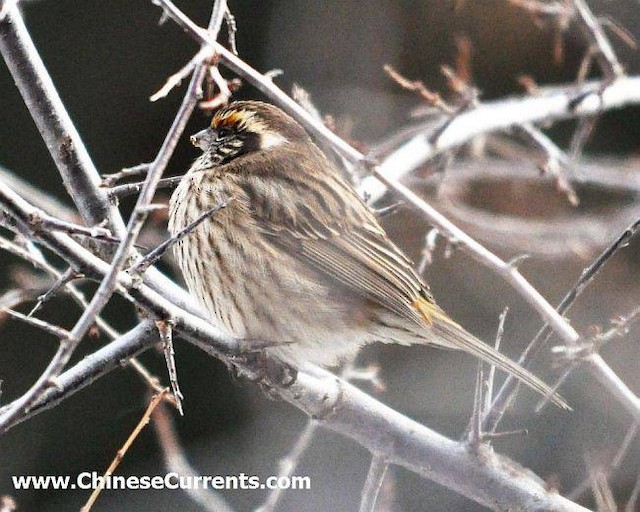 Photos - Chinese White-browed Rosefinch - Carpodacus dubius - Birds of ...