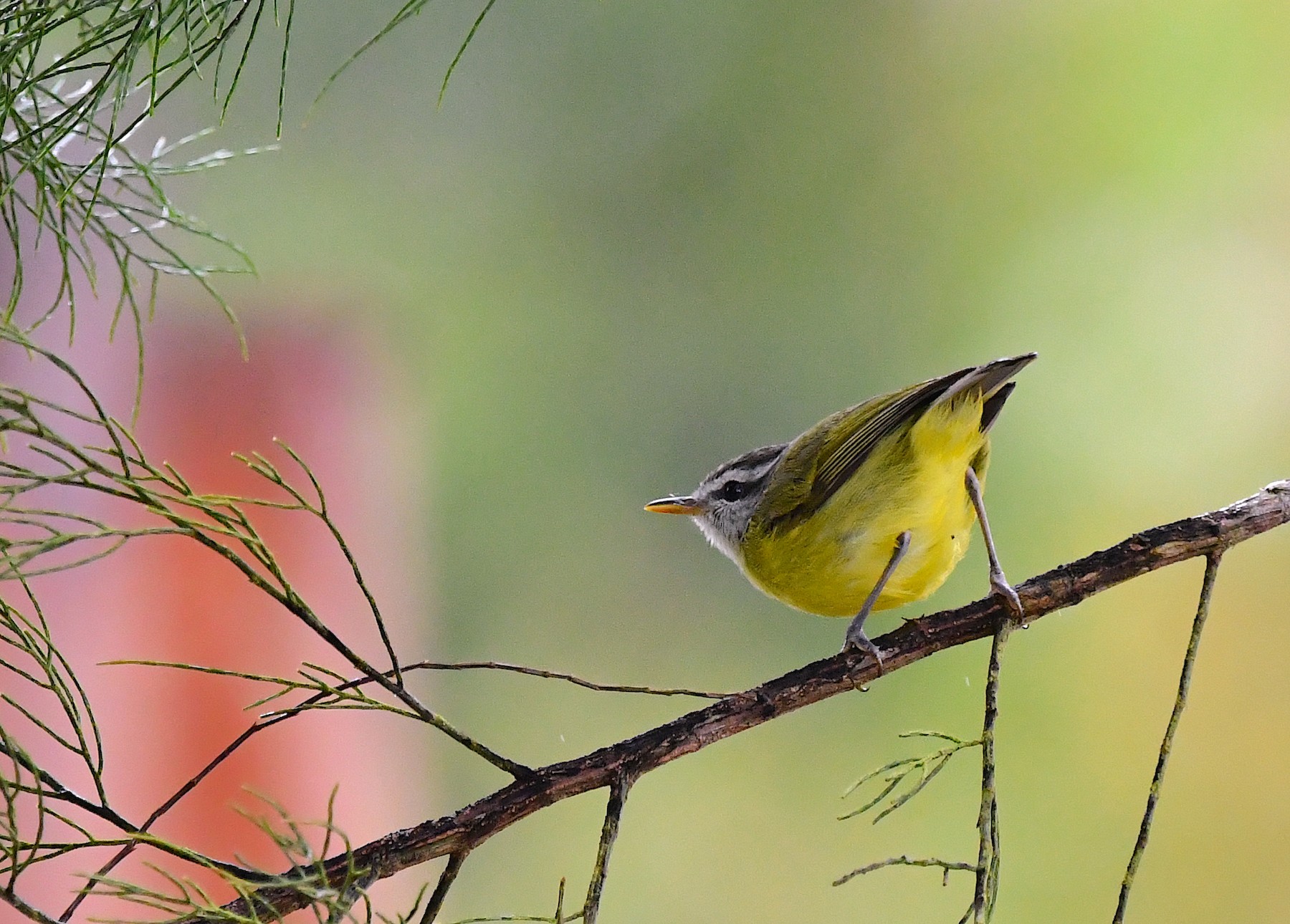Island Leaf Warbler (New Guinea) - eBird