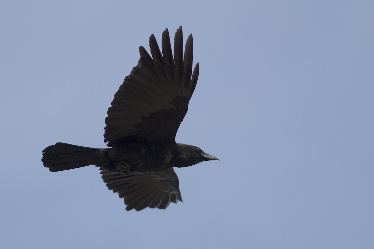 American Crow - Maine Bird Atlas