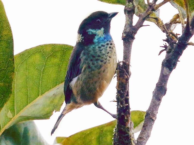 Green-naped Tanager - eBird