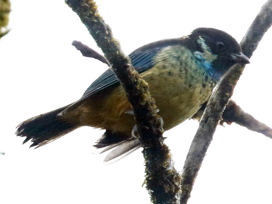 Green-naped Tanager - Tangara fucosa - Birds of the World