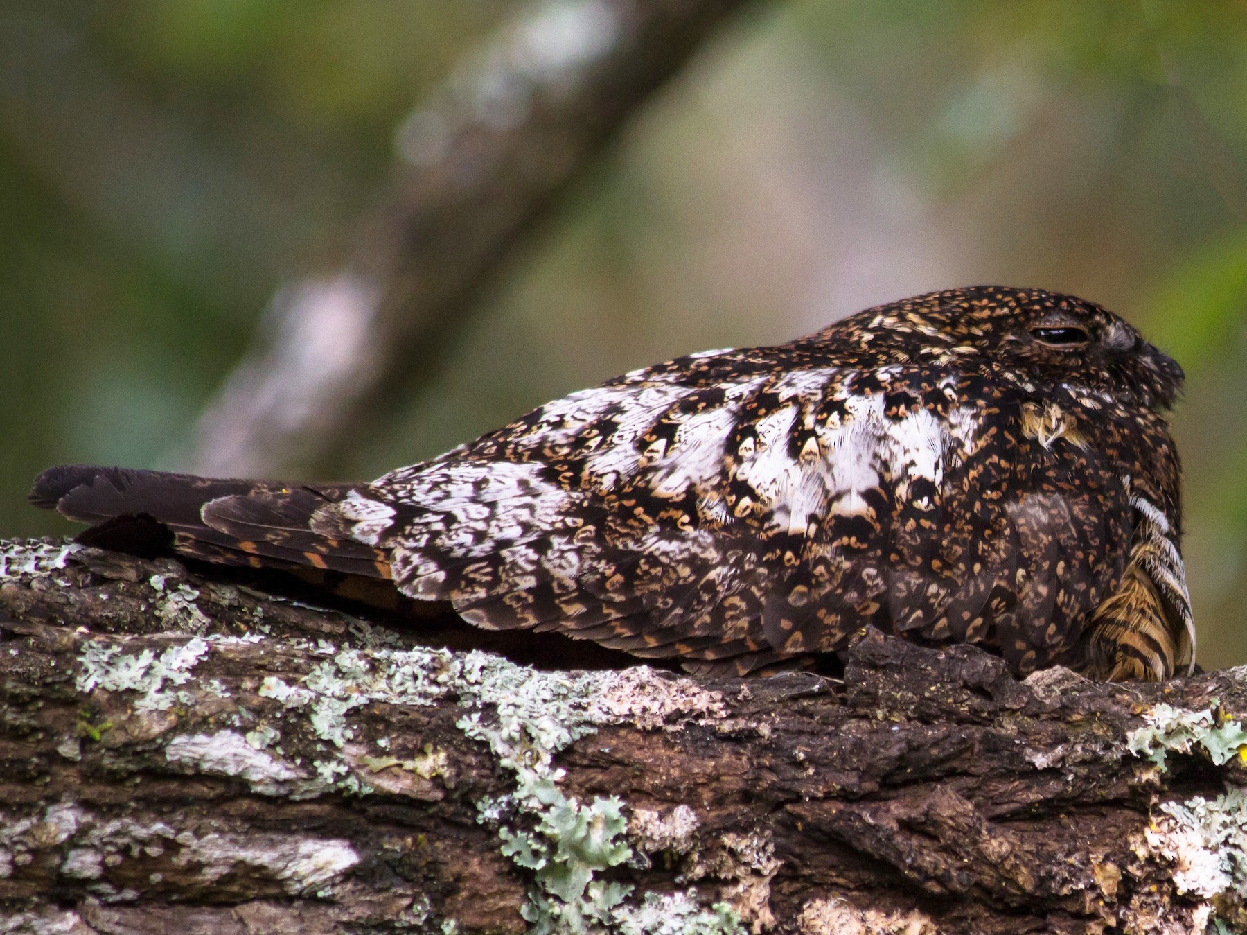 Short-tailed Nighthawk - eBird