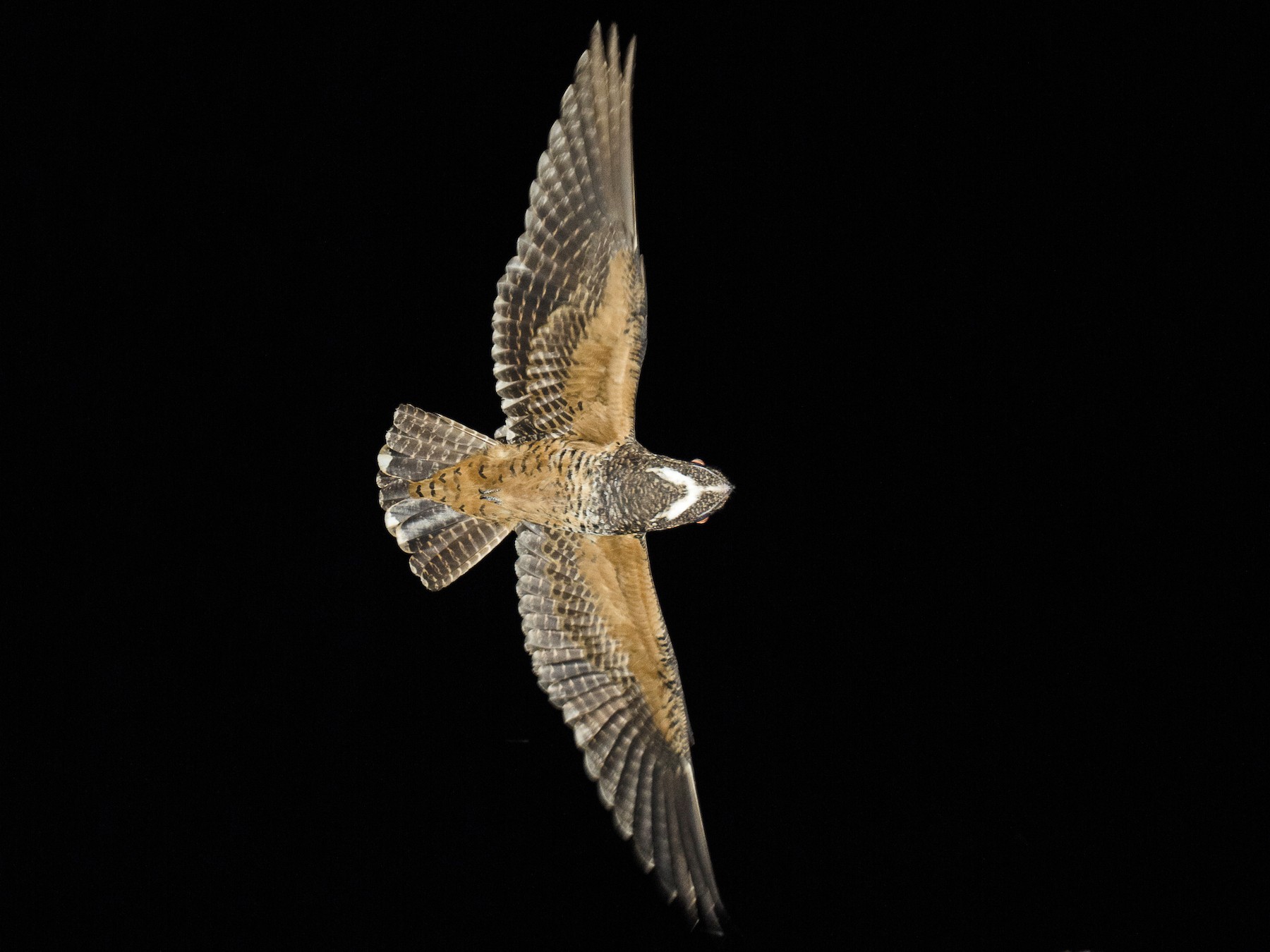 Picture Of Nighthawk Tail