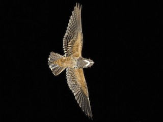 Short-tailed Nighthawk - eBird