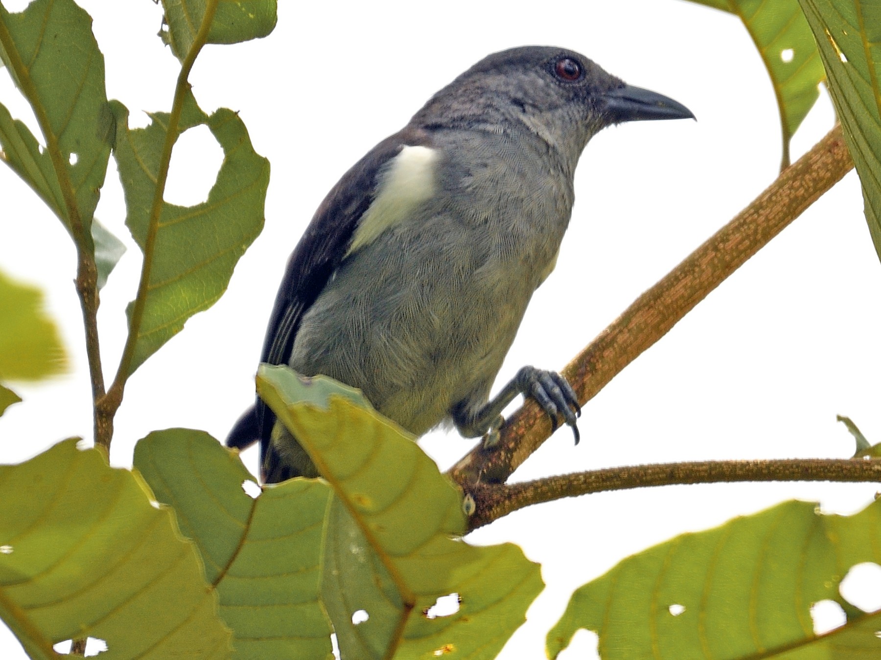 Sulphur-rumped Tanager - eBird
