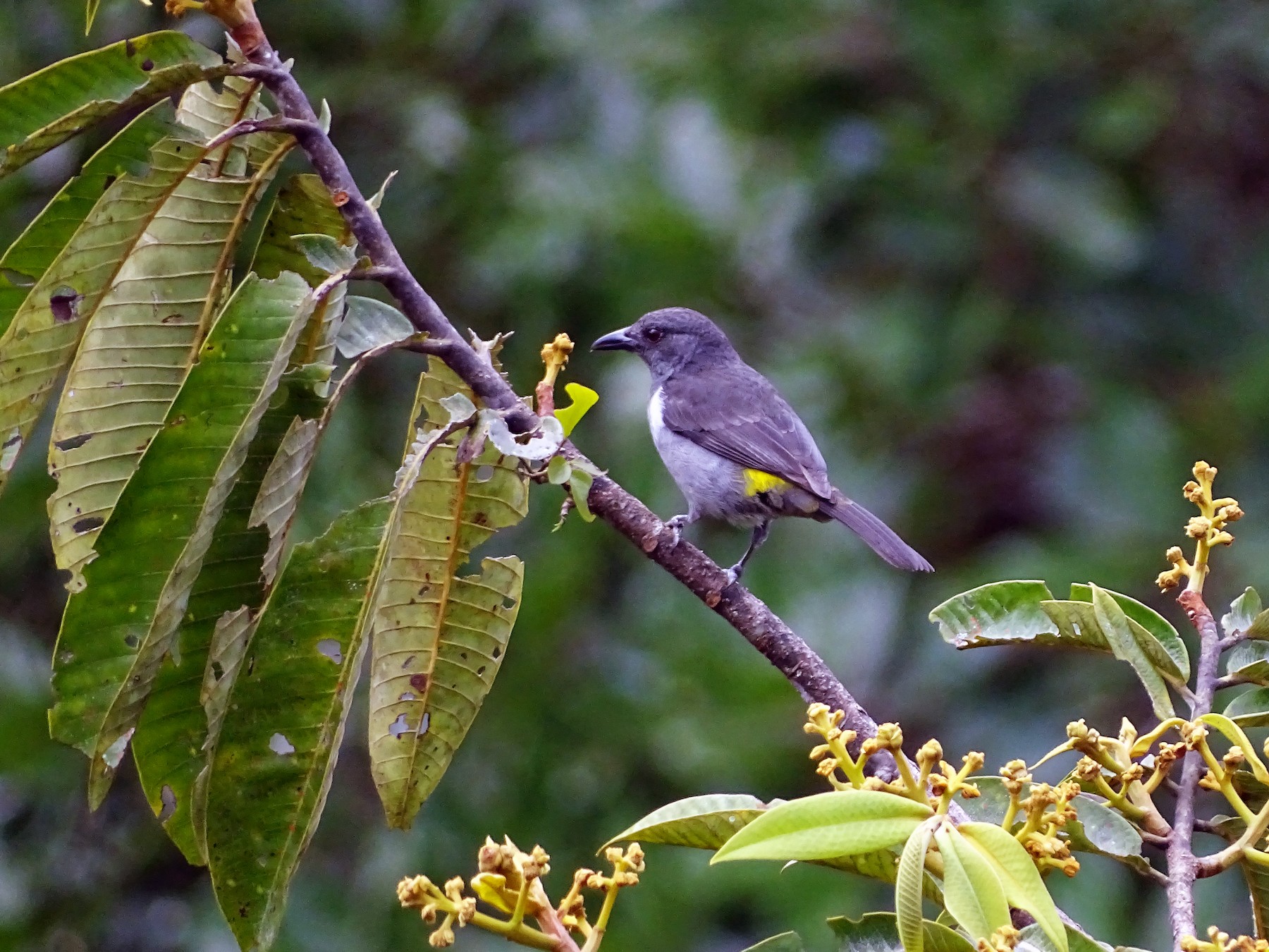 Sulphur-rumped Tanager - eBird