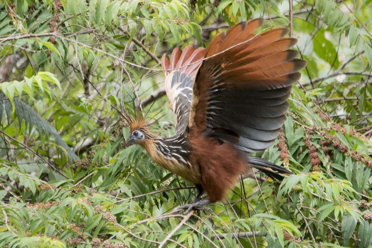 ML121111171 - Hoatzin - Macaulay Library