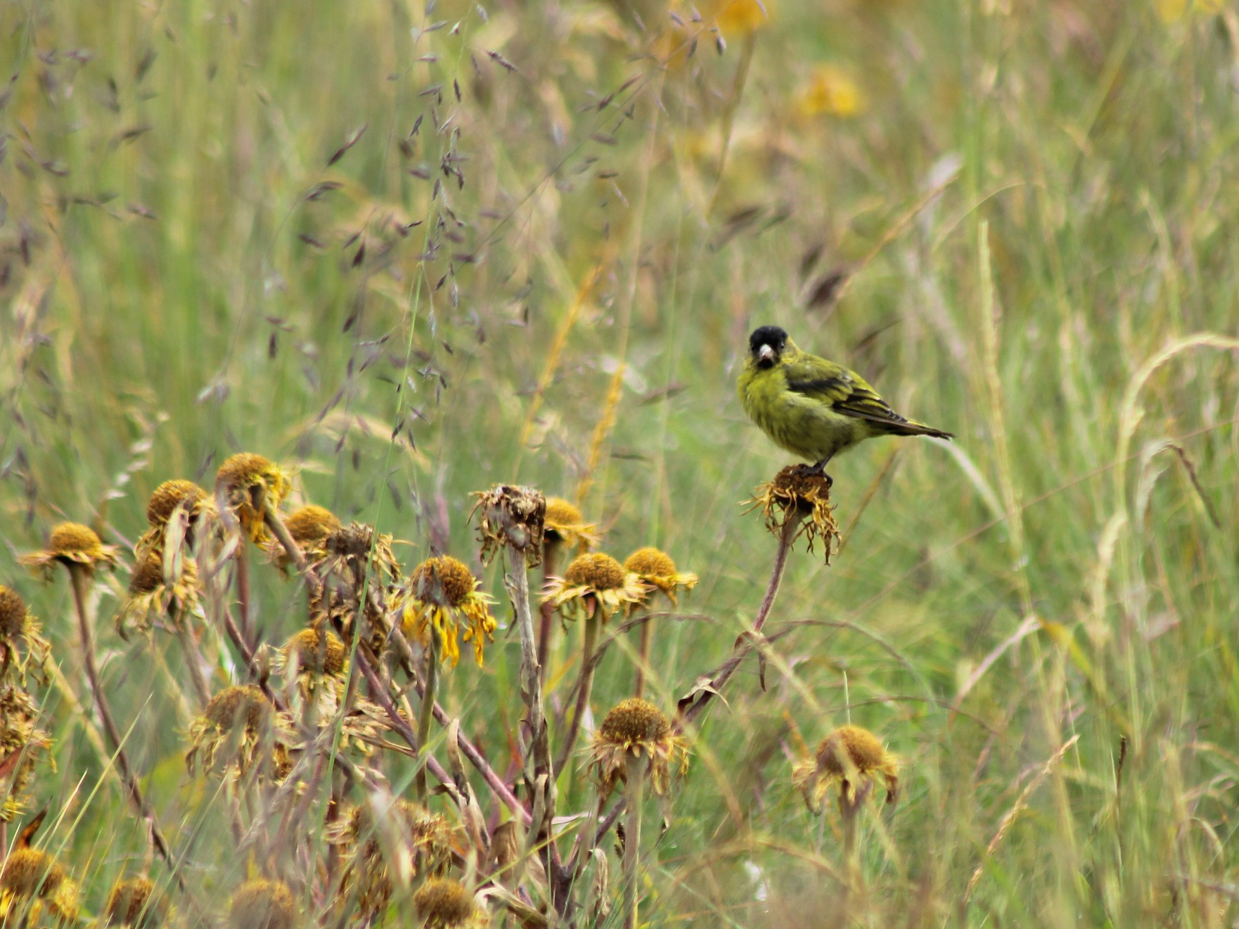 Black-capped Siskin - eBird