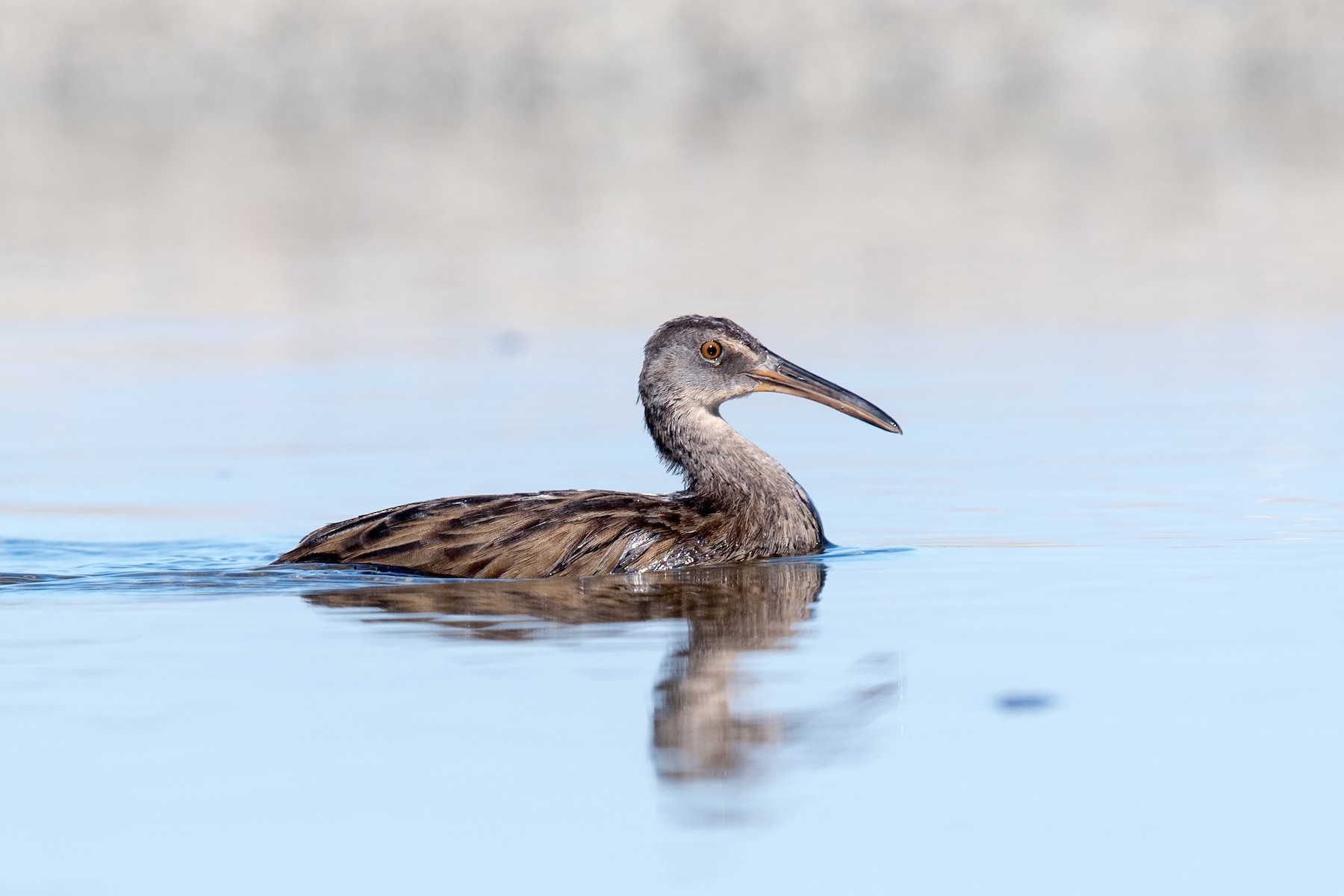 Clapper Rail (Gulf Coast) - eBird