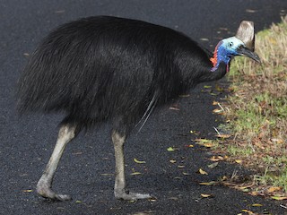 Kasuari gelambir-ganda - eBird