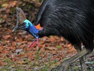 Helmkasuaris - eBird