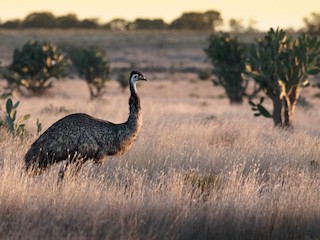 Emu - eBird