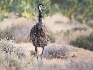 Emu - eBird