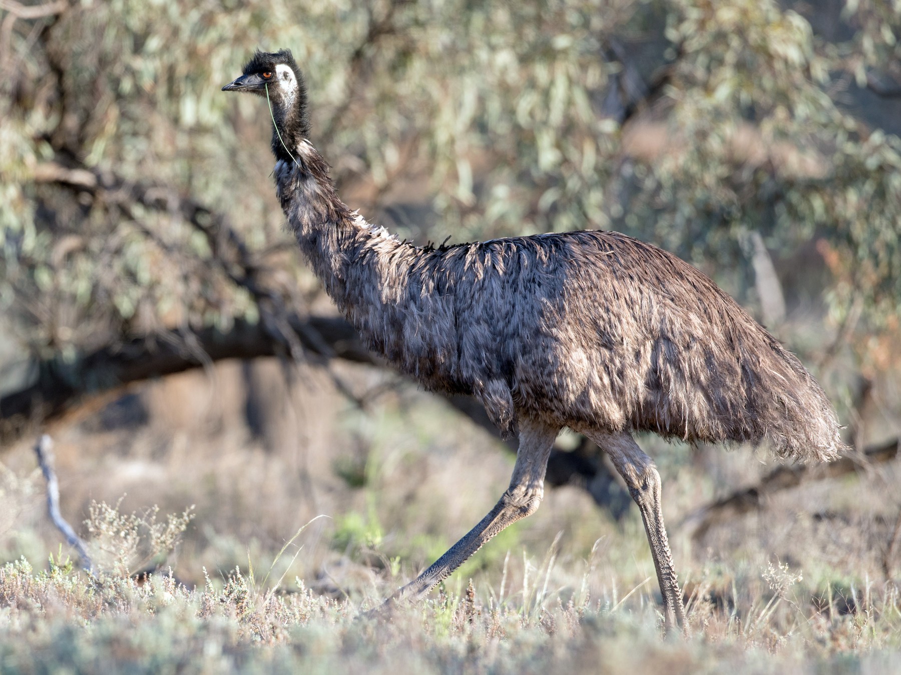 Emu Bird