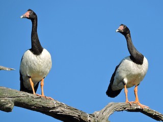 Magpie Goose - eBird