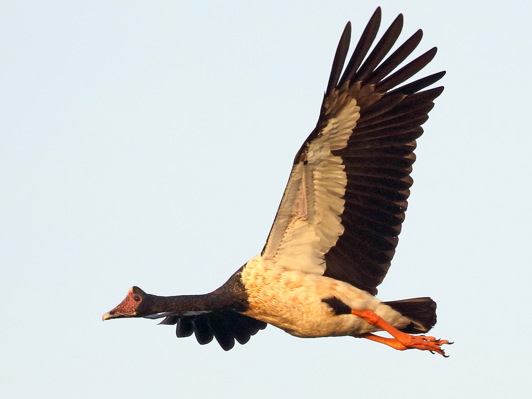 Magpie Goose - eBird