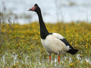 Magpie Goose - eBird