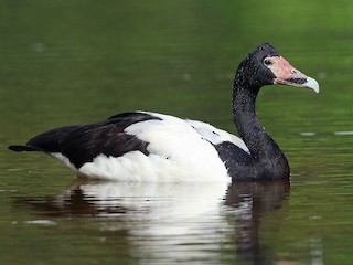 Boha wasur - eBird