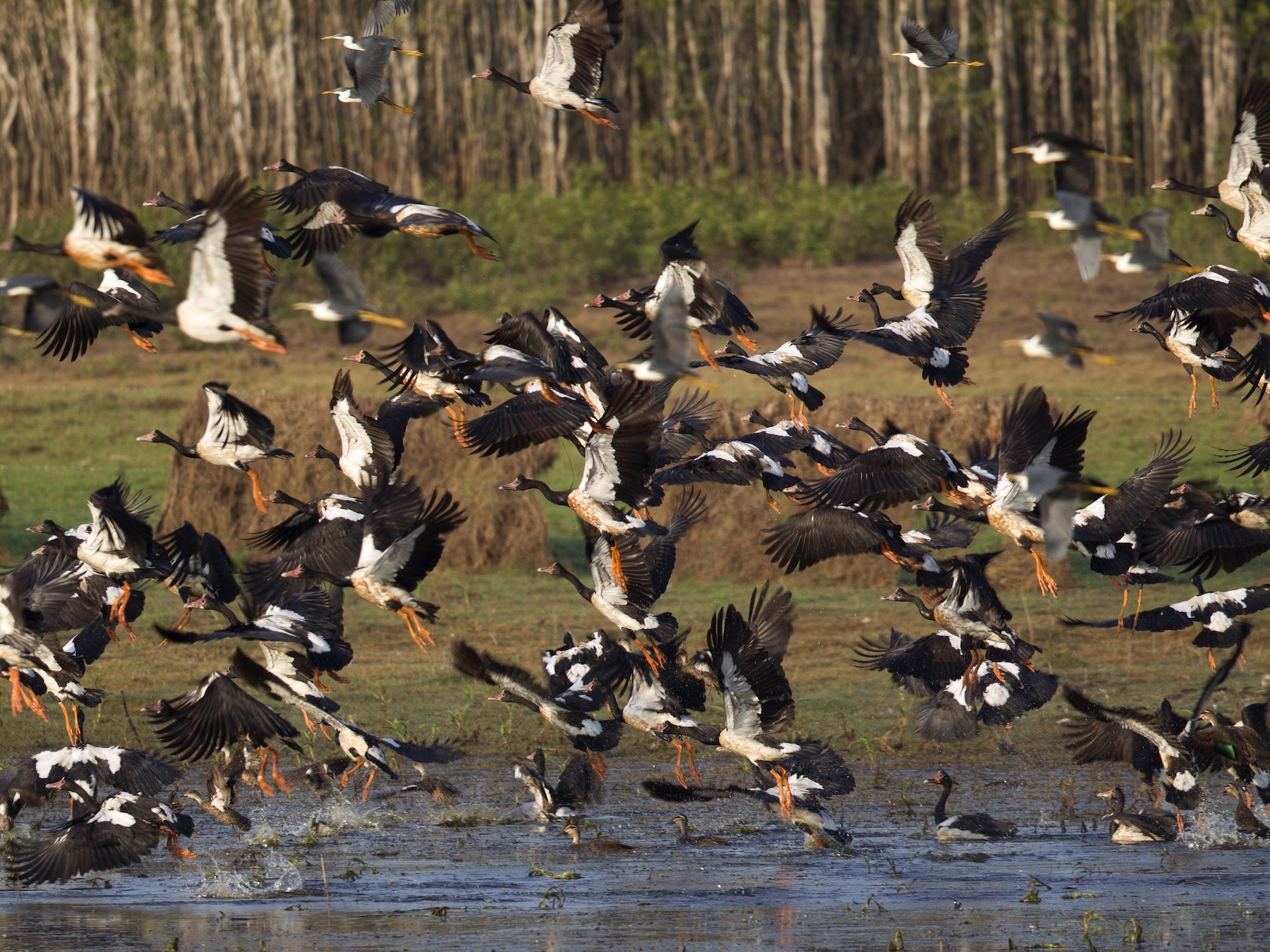 Magpie Goose - eBird