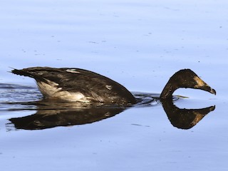Boha wasur - eBird