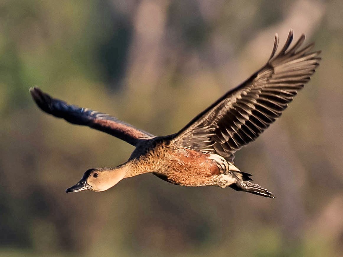 Wandering Whistling-Duck - eBird