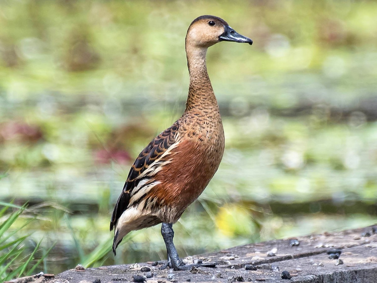 Wandering Whistling-Duck - Dendrocygna arcuata - Birds of the World