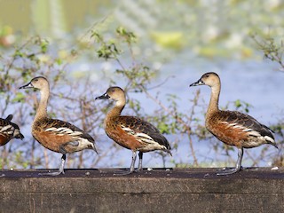 Belibis kembang - eBird