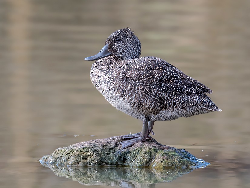 Freckled Duck - eBird