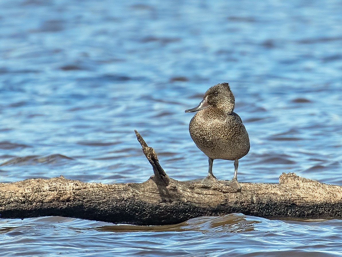 Freckled Duck - eBird