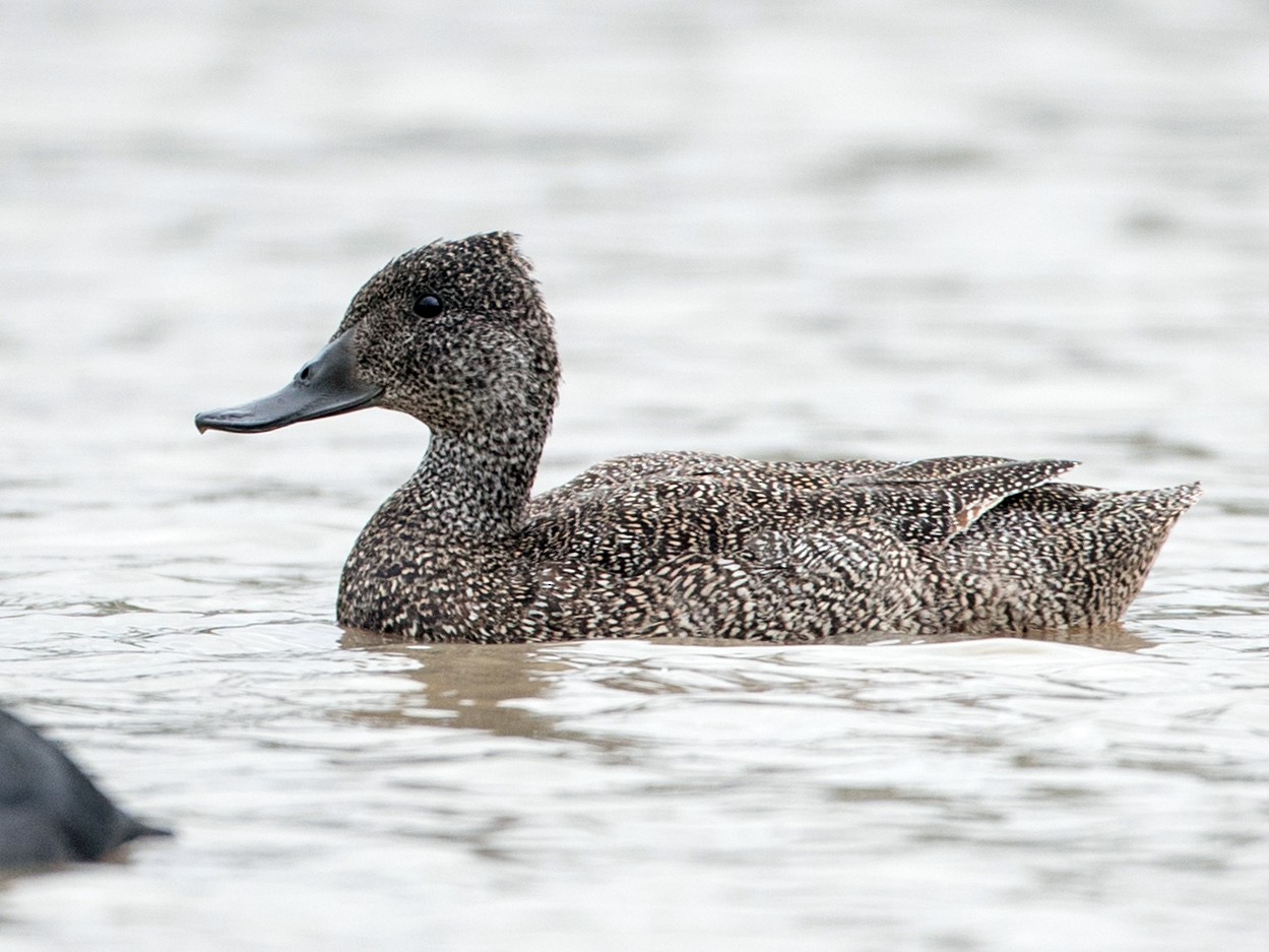 Freckled Duck - eBird