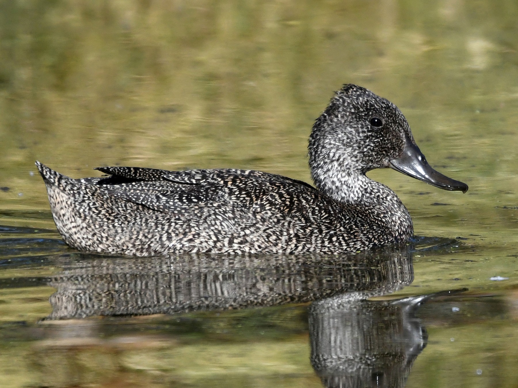 Freckled Duck - eBird