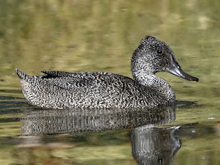 Freckled Duck - eBird