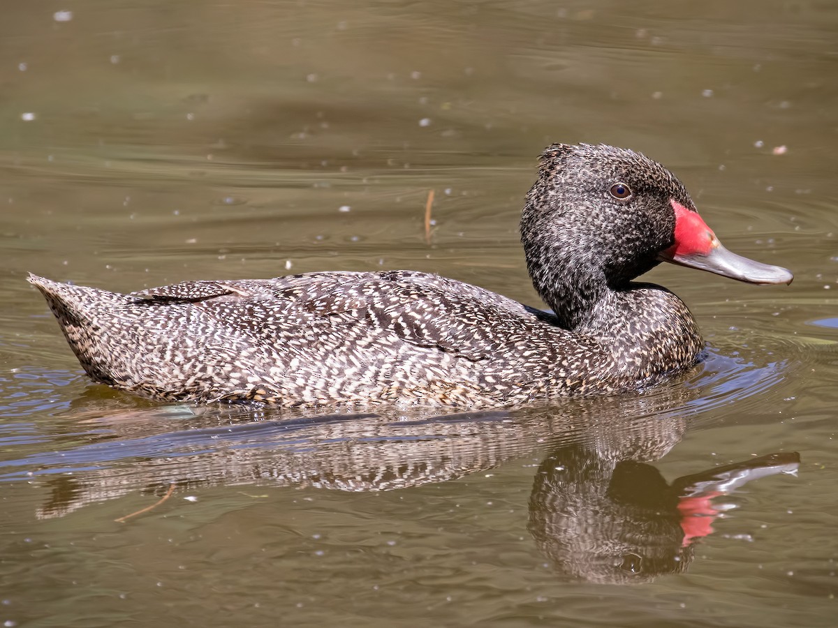 Freckled Duck - Stictonetta naevosa - Birds of the World