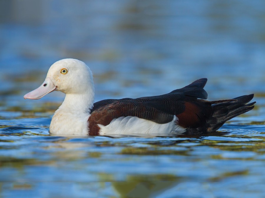 Radjah Shelduck - eBird